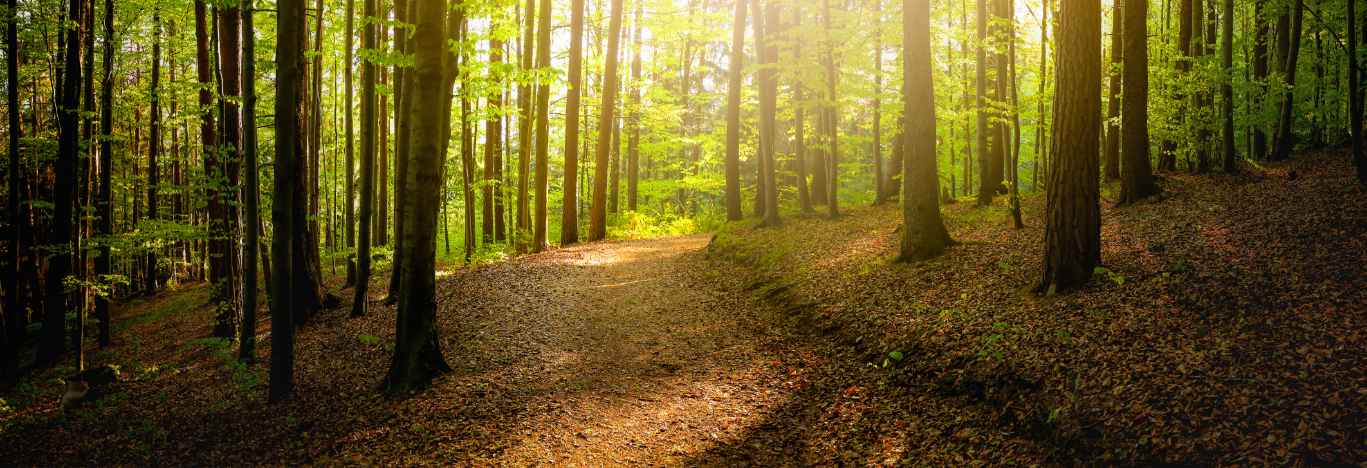 Protected forests - Papelera del Sur